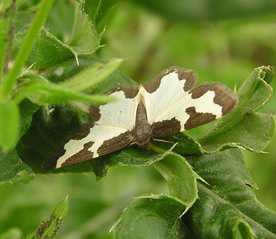 Clouded Border | NatureSpot